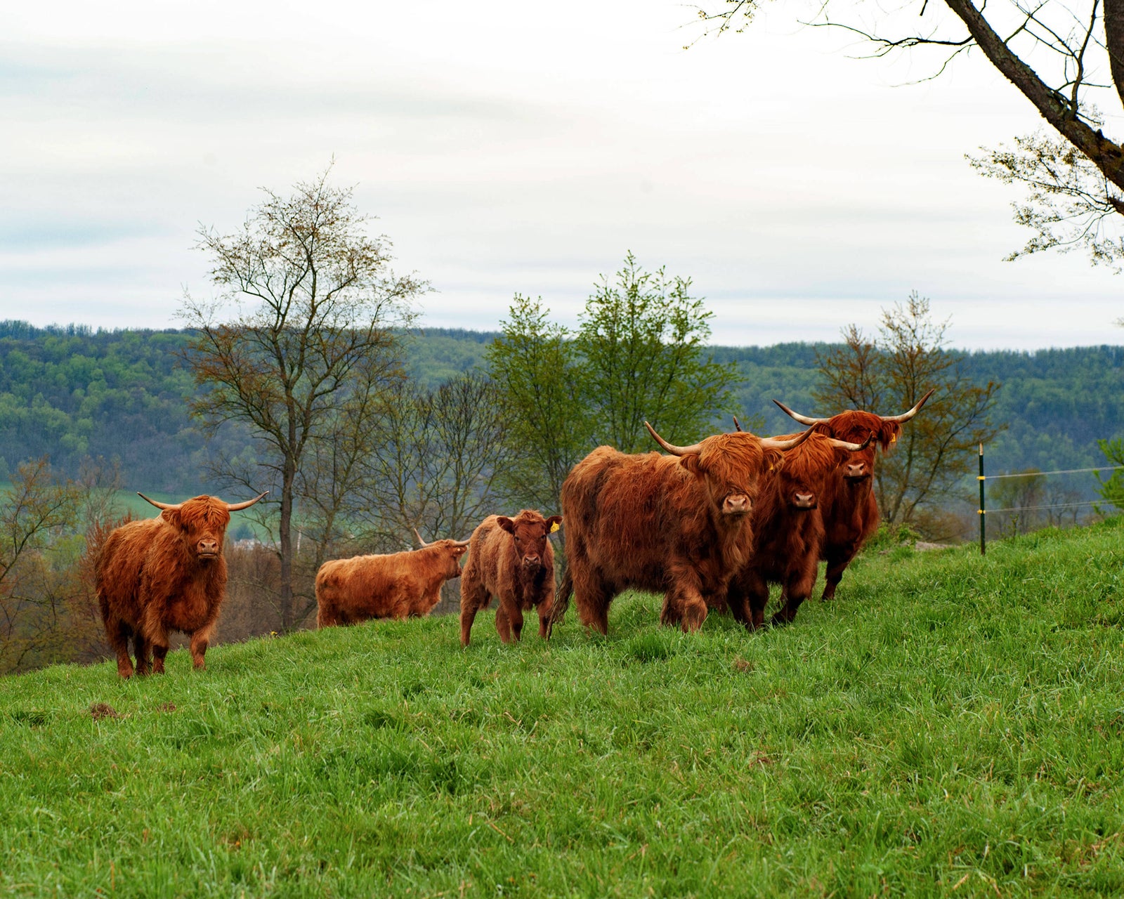 Organic & Humanely Raised Meats | Ayrshire Farm
